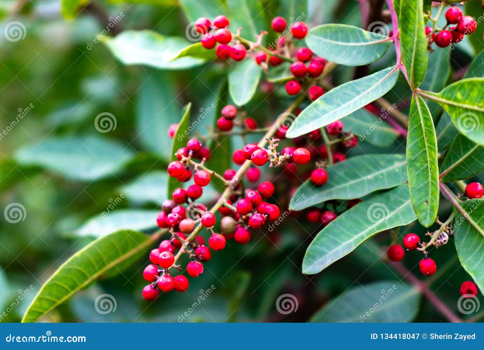 Red berries on a branch stock image. Image of plant - 134418047