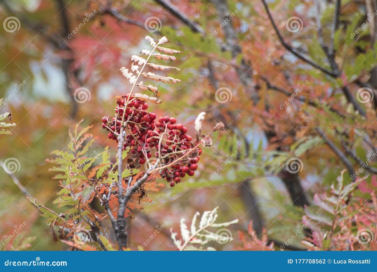 Red berries on a branch stock photo. Image of ripe, berry - 177708562