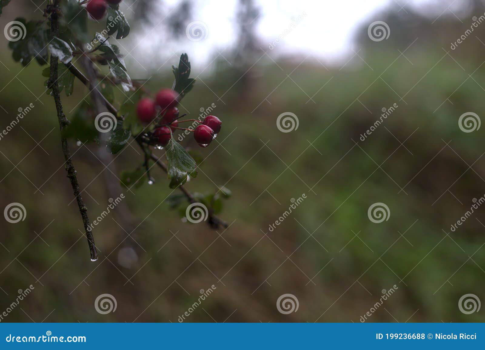 Red Berries on a Branch during a Light Rainfall in Autumn Covered by ...