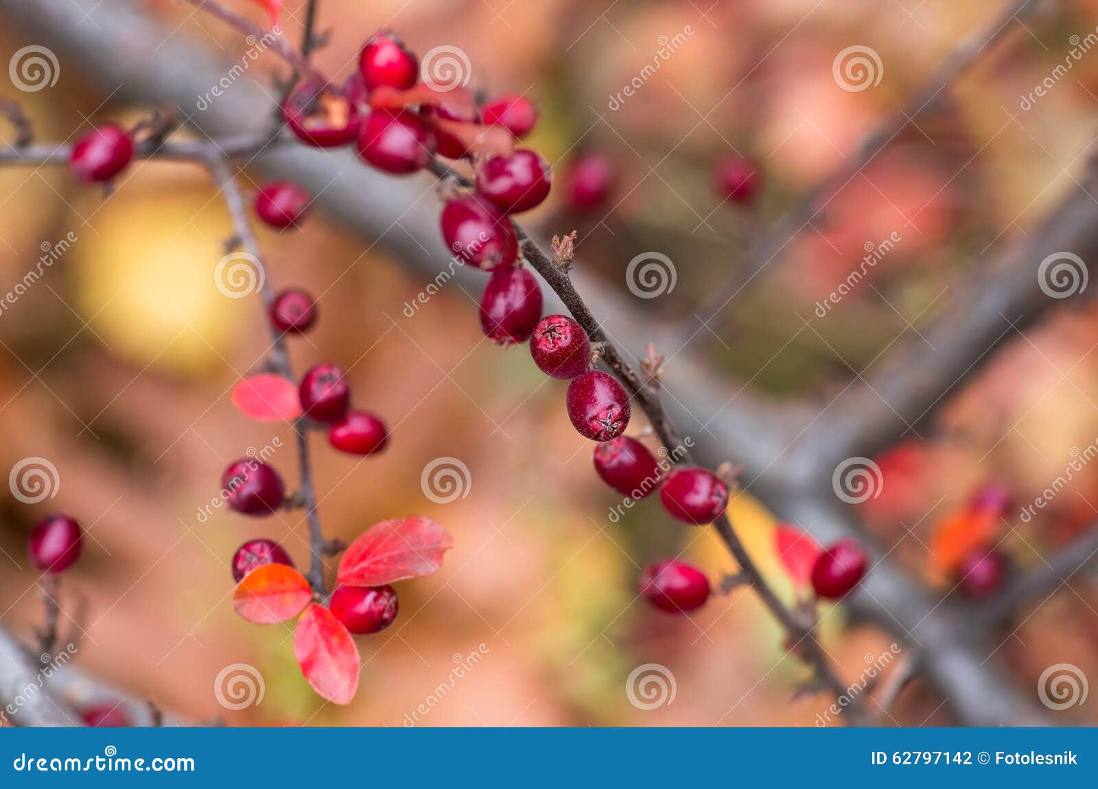 Red berries on the branch stock photo. Image of nature - 62797142