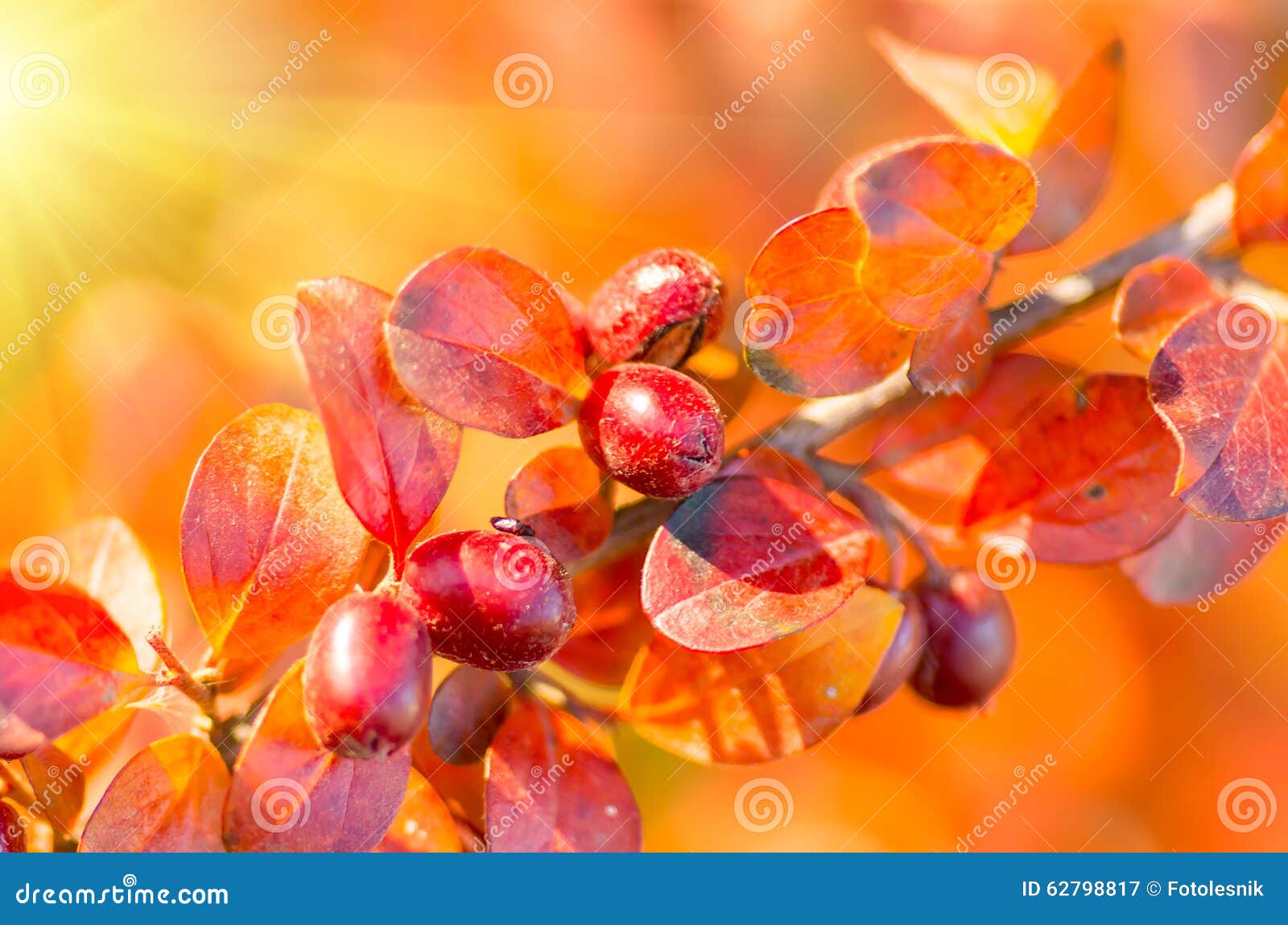 Red berries on the branch stock image. Image of harvest - 62798817