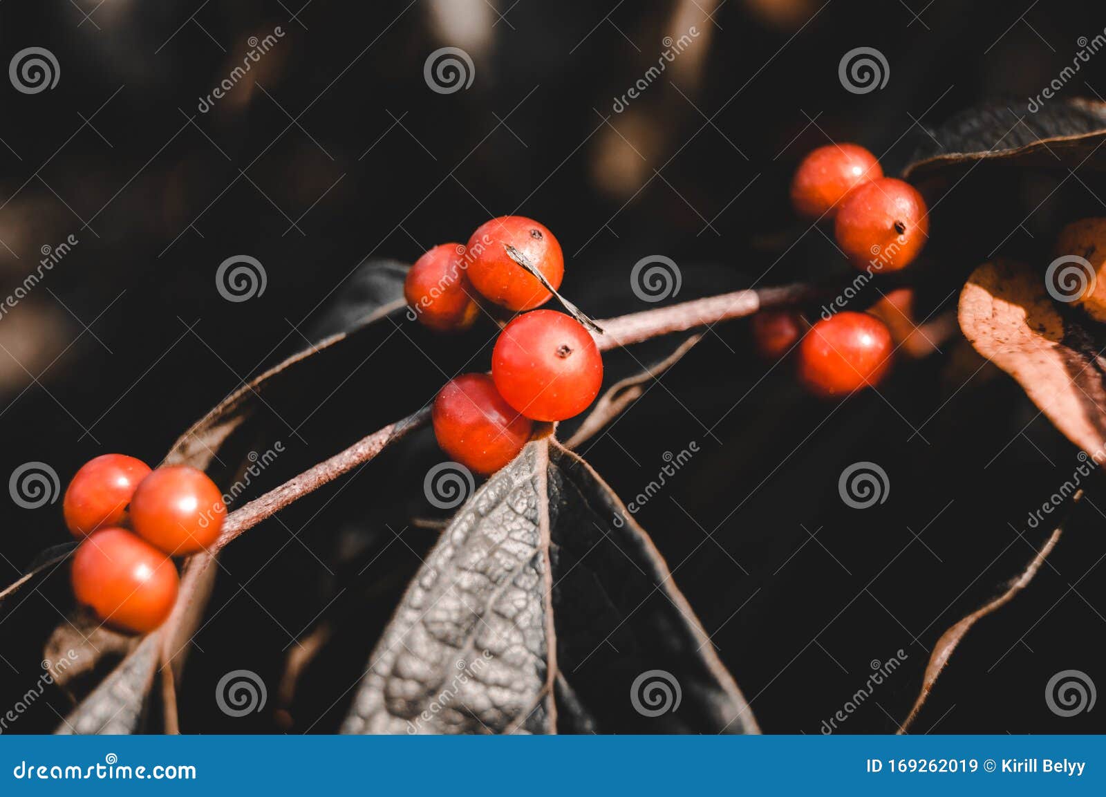 Red berries on a branch stock image. Image of food, decoration - 169262019