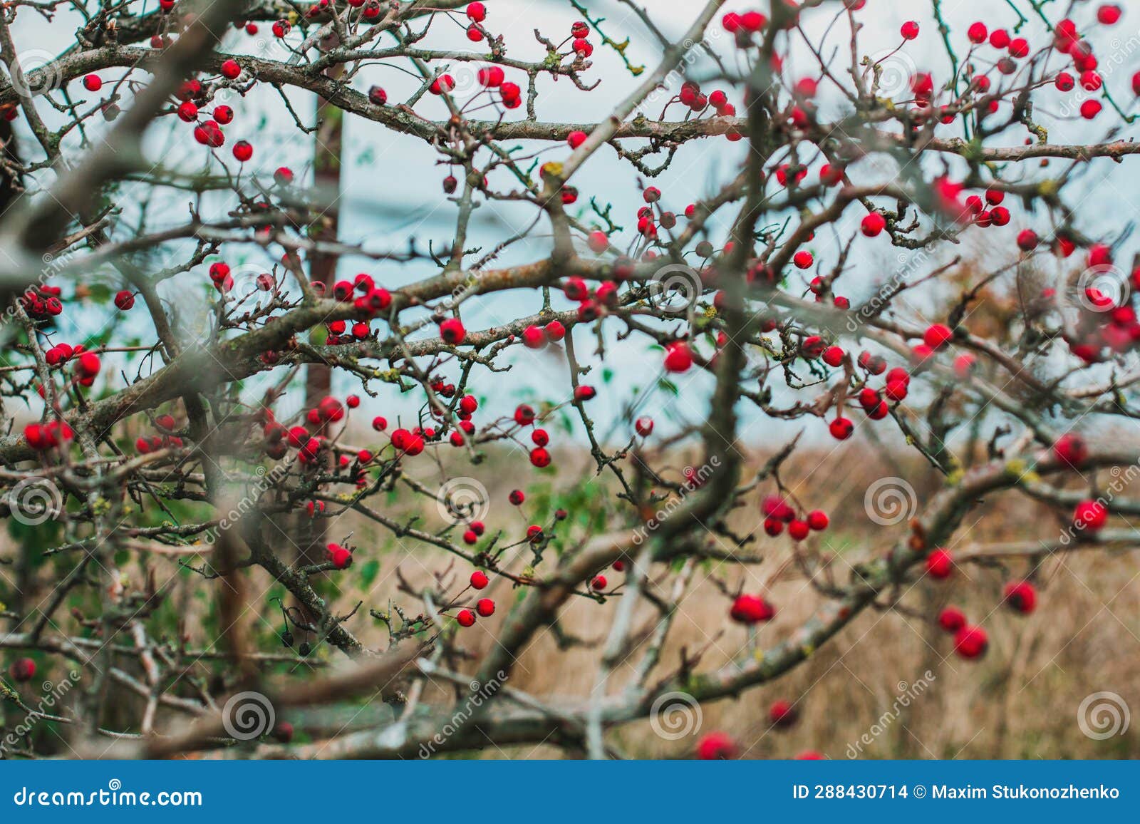 Berries on the Branches of a Bush Stock Photo - Image of decorative ...