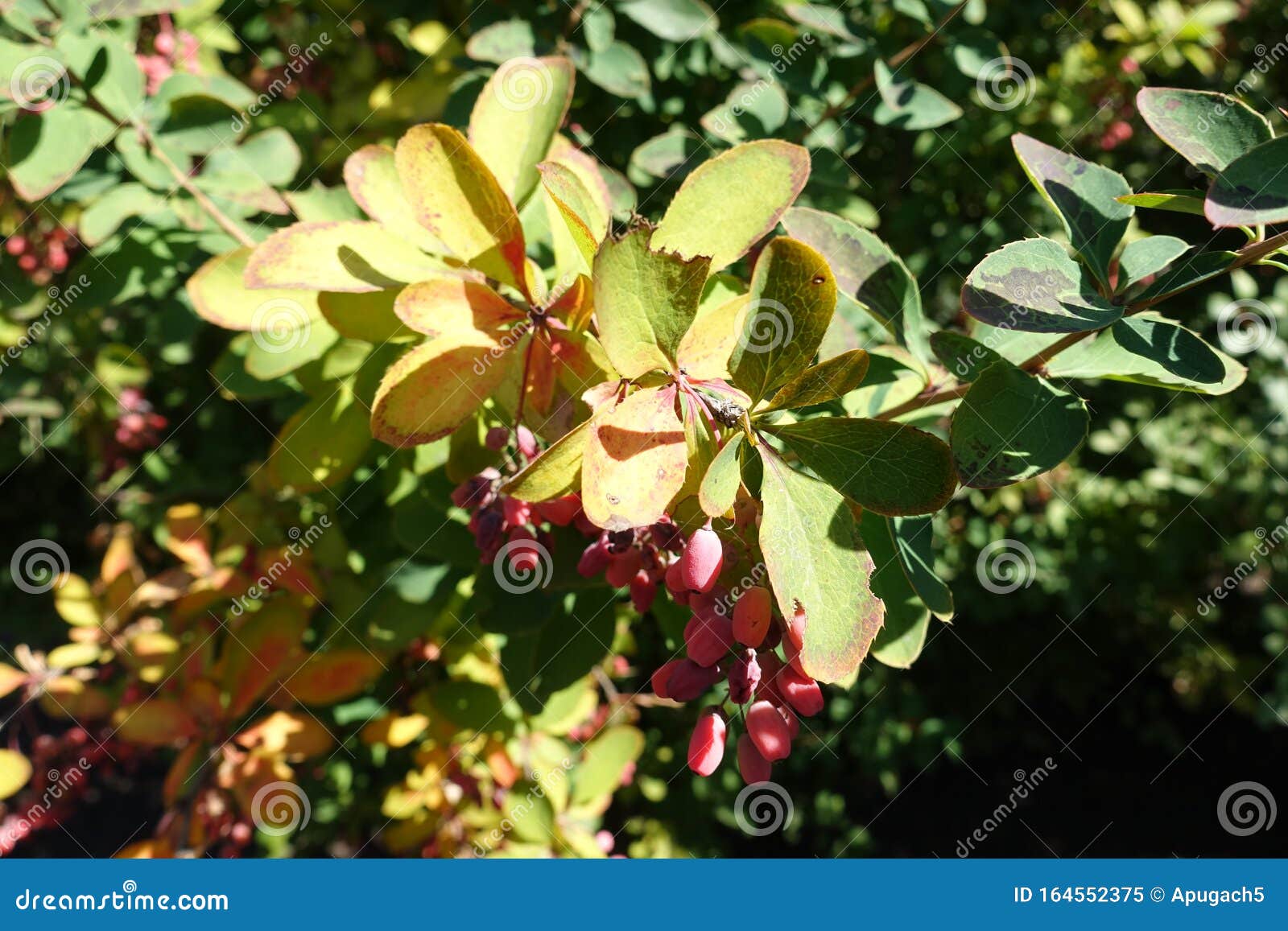 Red Berries on Branches of Barberry in September Stock Image - Image of ...