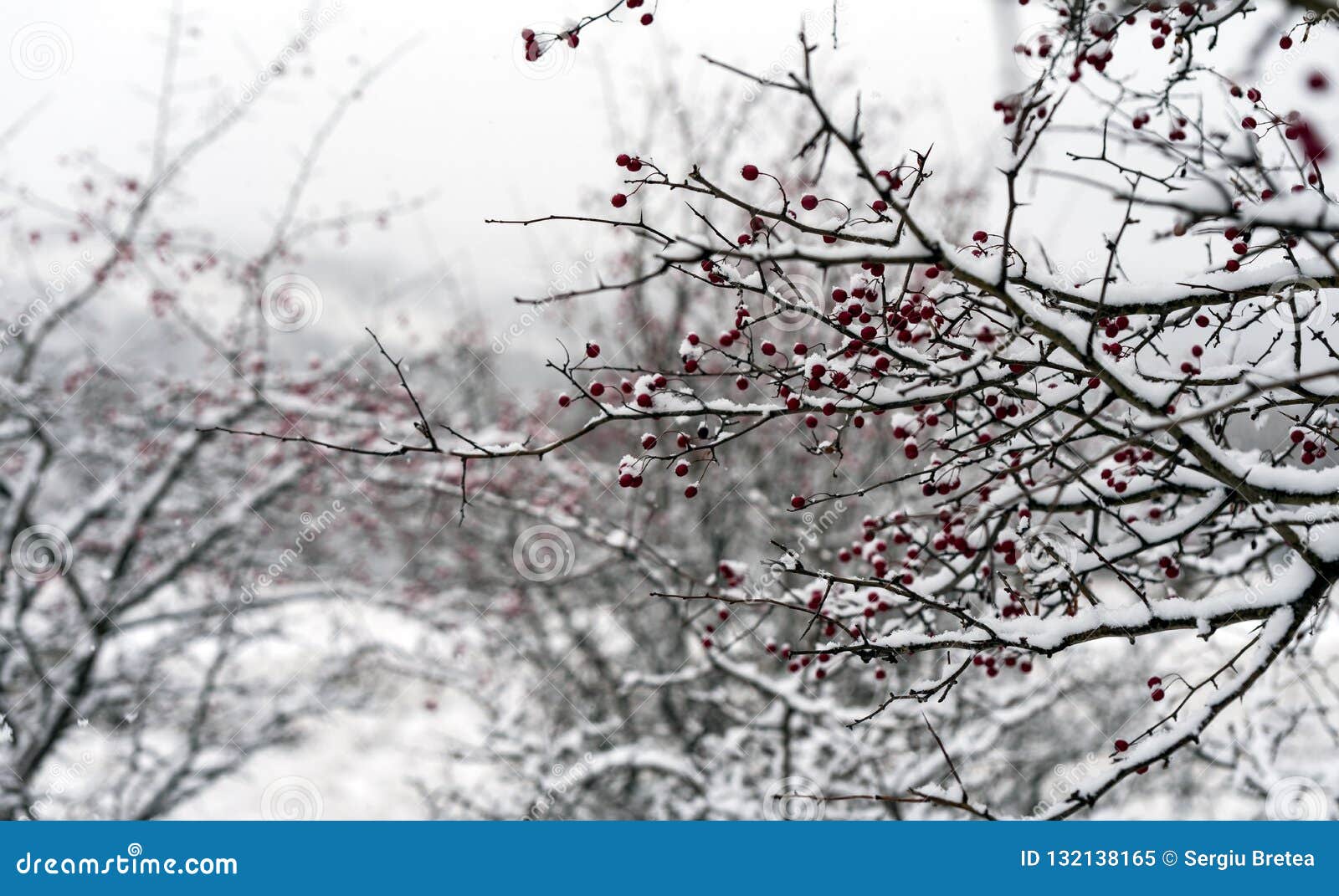 Red Berries and Branches Covered with Snow Stock Image - Image of park ...