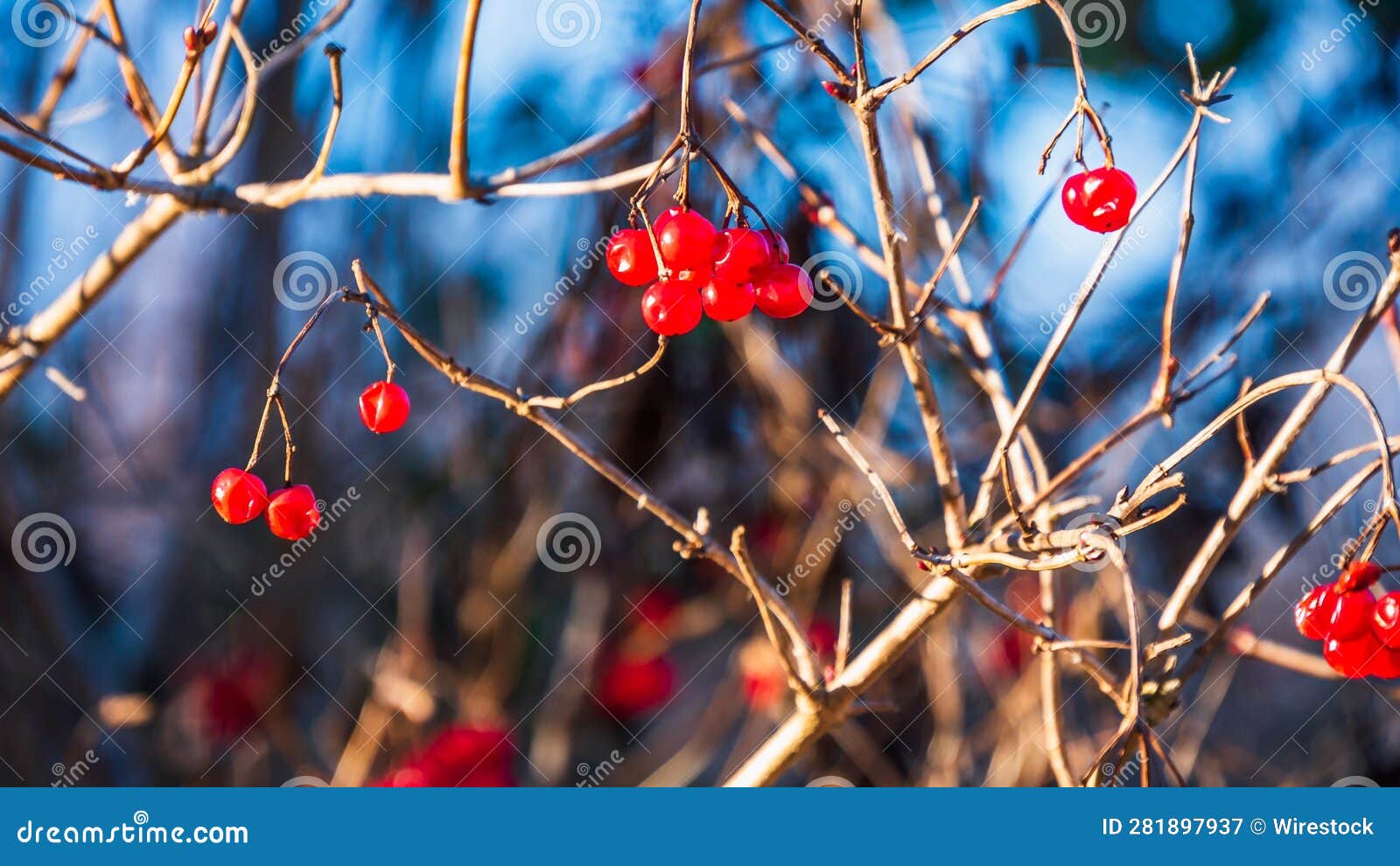Red Berries on the Branches of a Tree Stock Image - Image of flora ...