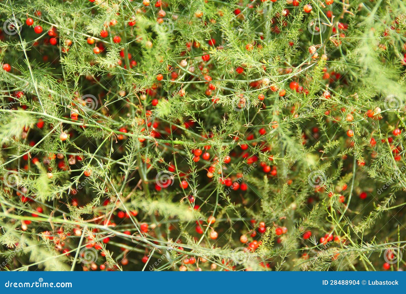 Red berries on bush stock photo. Image of gardening, closeup - 28488904