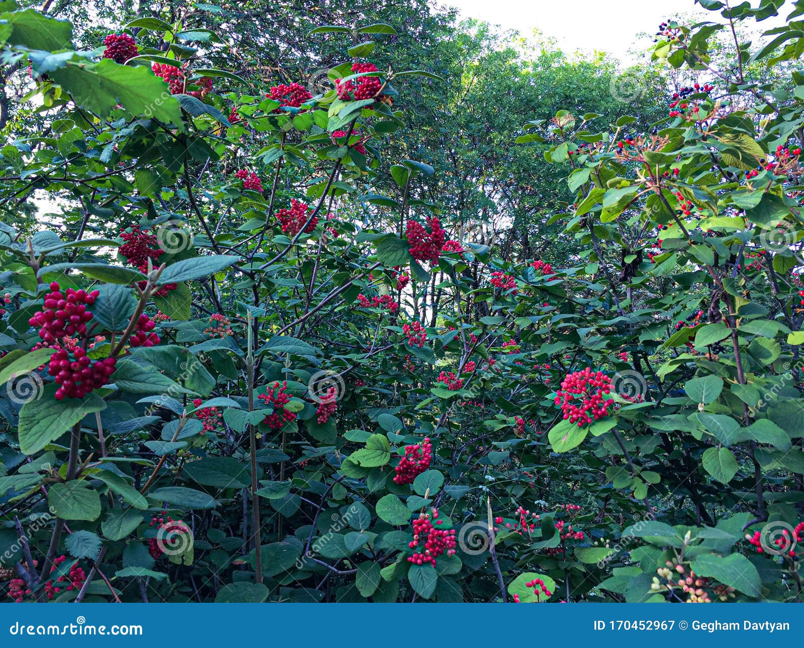 Red berries on a bush stock image. Image of nature, body - 170452967