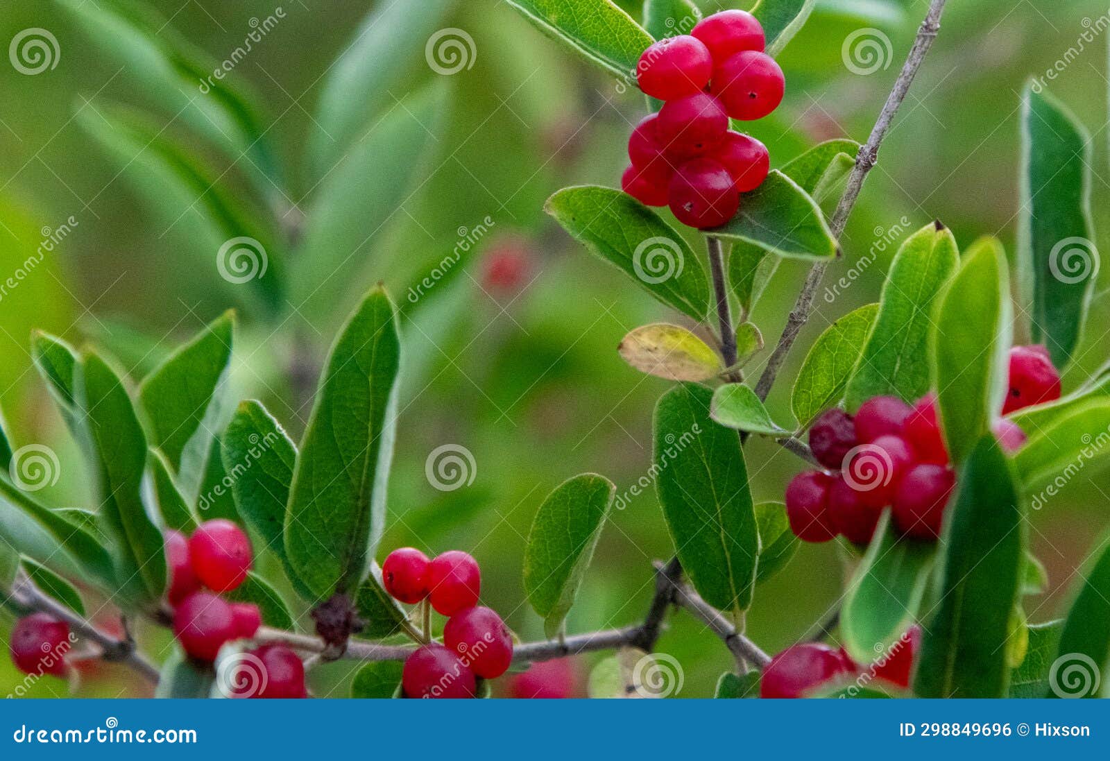 Red Berries on Bush in Forest Stock Photo - Image of flower, food ...