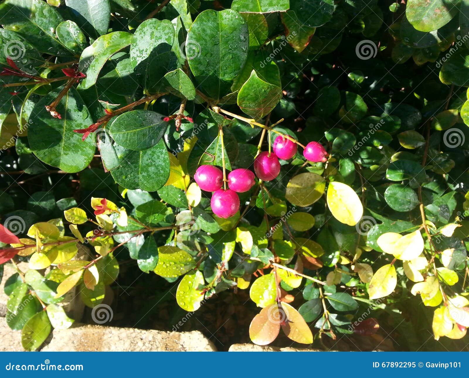 Syzygium Australe Tree Royalty-Free Stock Photo | CartoonDealer.com ...