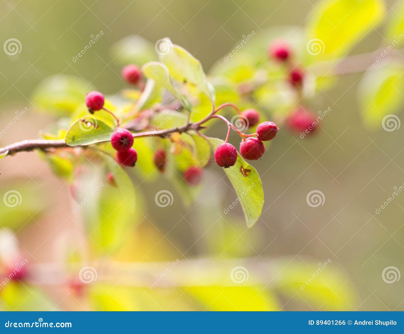 Red Berries on a Bush in Nature Stock Photo - Image of leafage, tasty ...