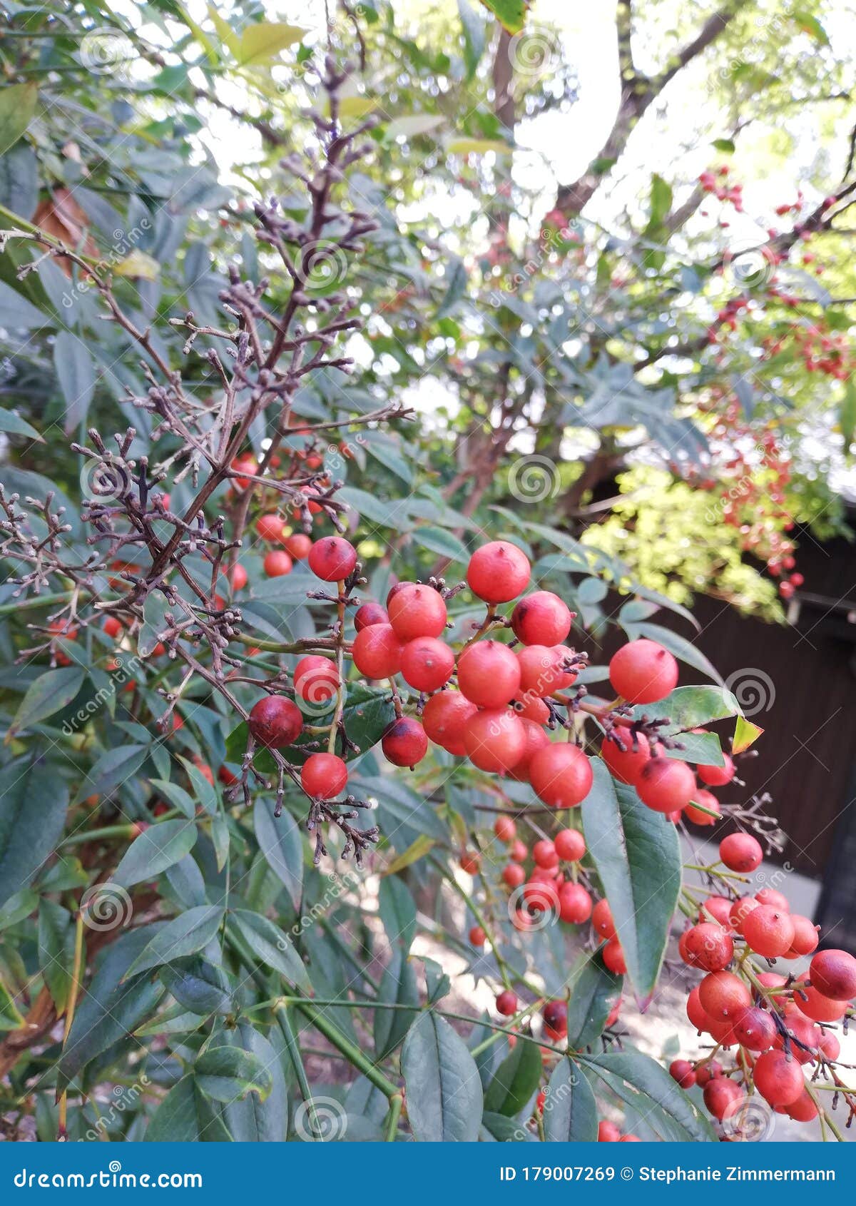Red Berries on Bush stock image. Image of bush, shrub - 179007269