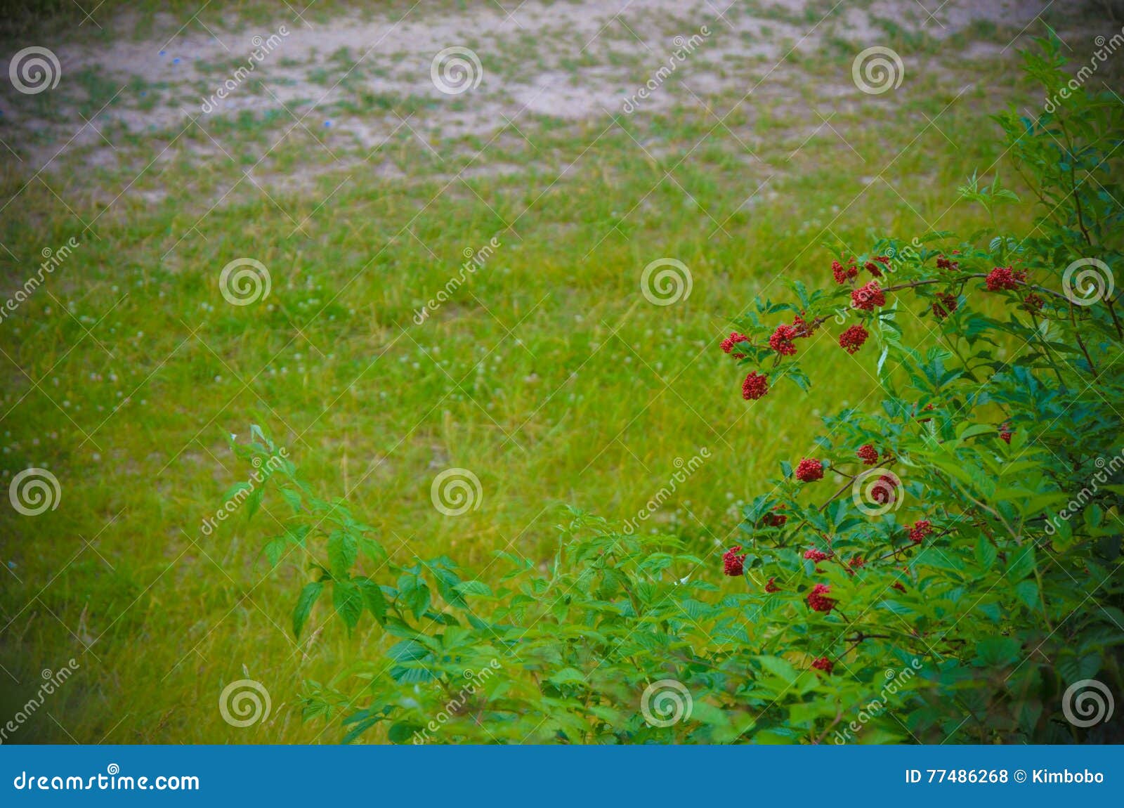 The Red Berries Bush Surrounded by Bright Green Leaves and Grass Stock ...