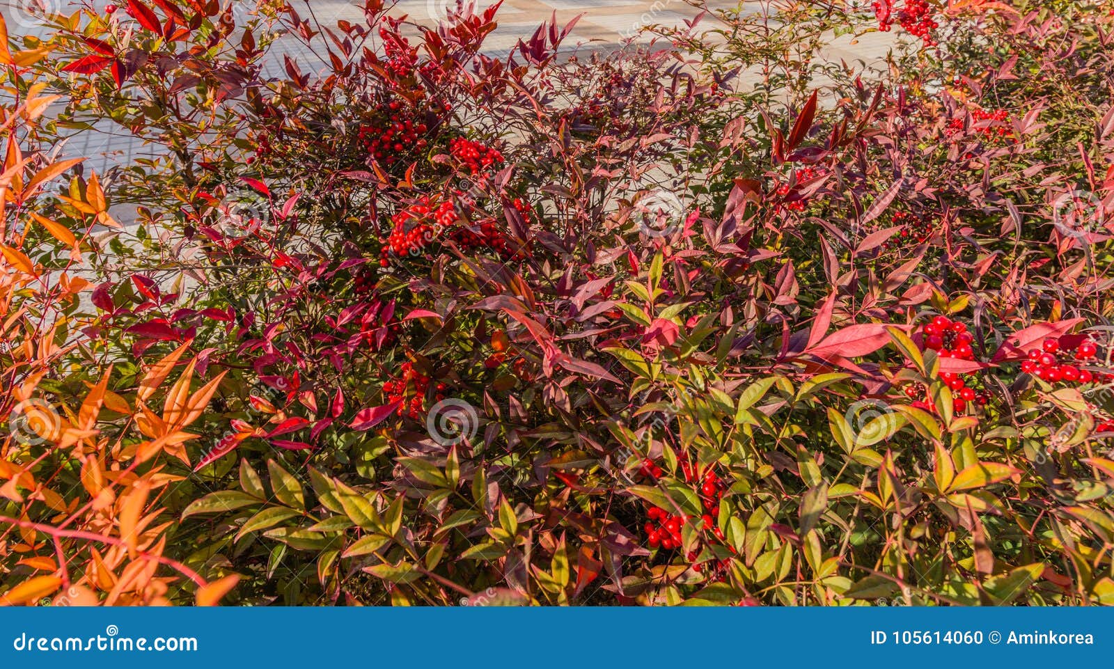 Red Berries on Bushes in Fall Colors Stock Photo - Image of fence ...