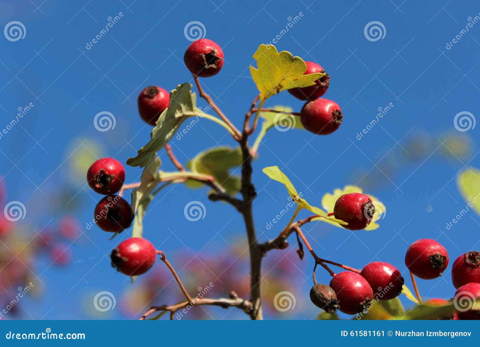 Red berries stock image. Image of outdoors, flora, ashberry - 61581161
