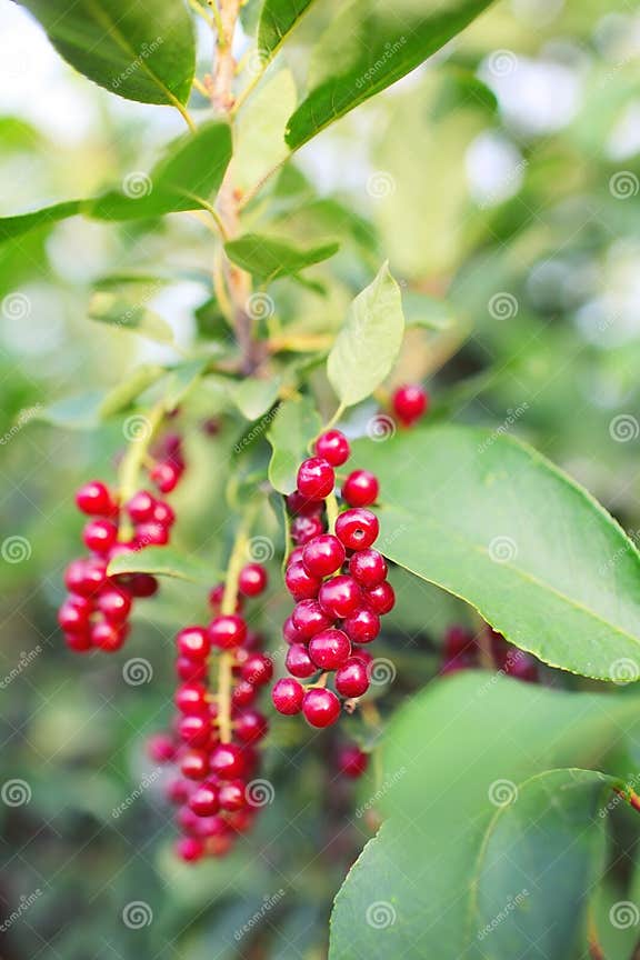 Red Berries in Cluster on the Tree Branch Stock Photo - Image of ...