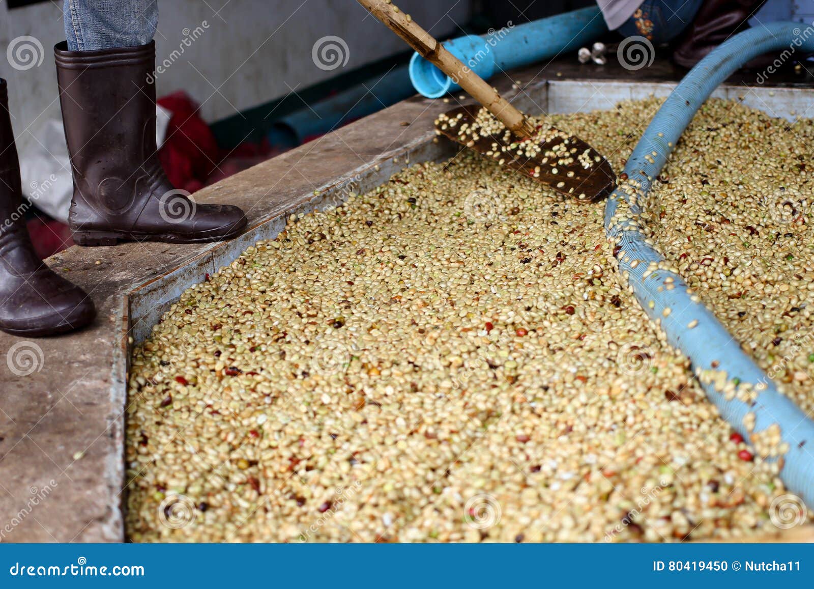 Red Berries Coffee Bean Process in Factory. Stock Photo - Image of ...