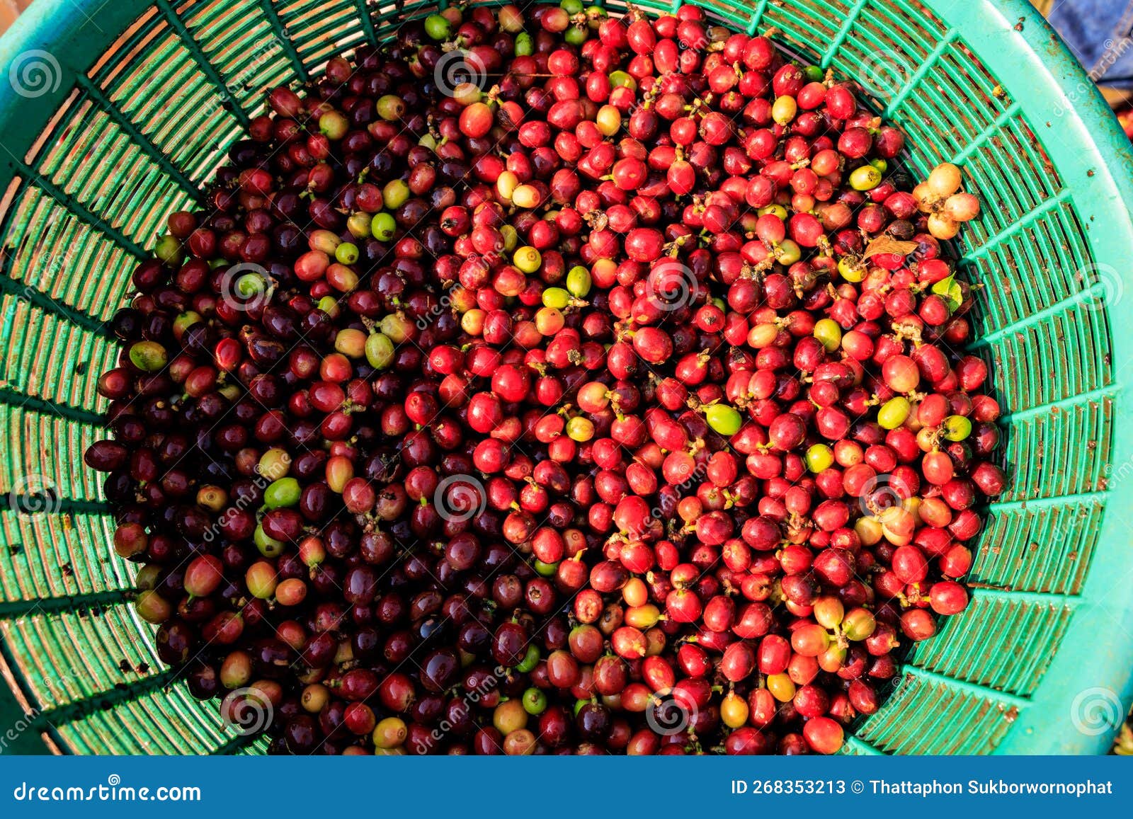Red Berries Coffee Beans in Basket Top View Stock Image - Image of ...