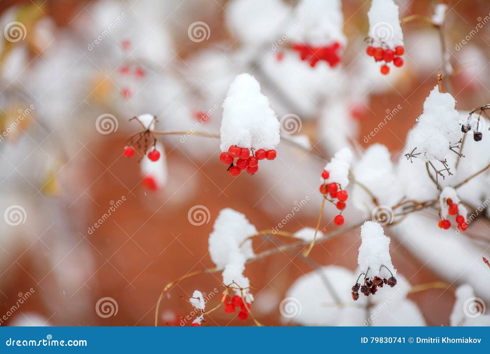 Red Berries Covered with Fresh Snow on Tree, Autumn, Winter Stock Image ...