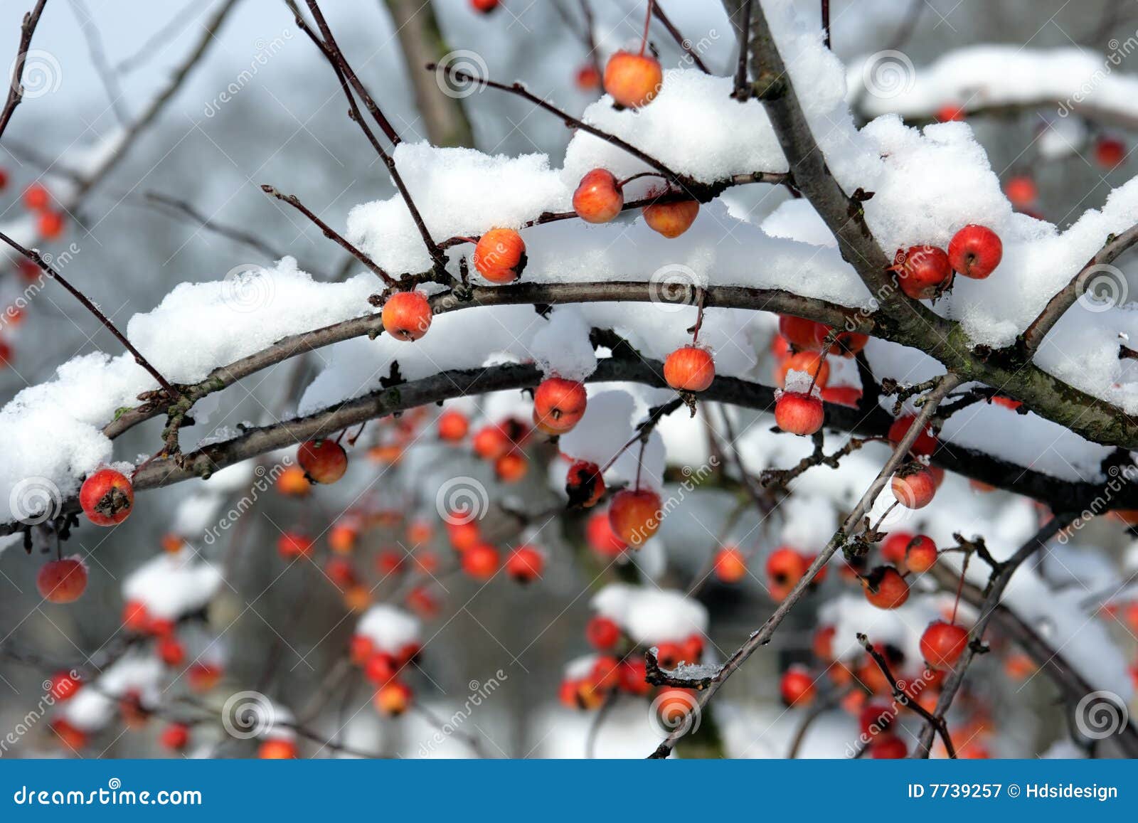 Red Berries Covered in Snow Stock Image - Image of colours, plant: 7739257