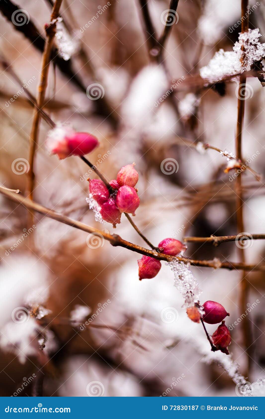 Red Berries Covered with Snow Stock Image - Image of frozen, snow: 72830187