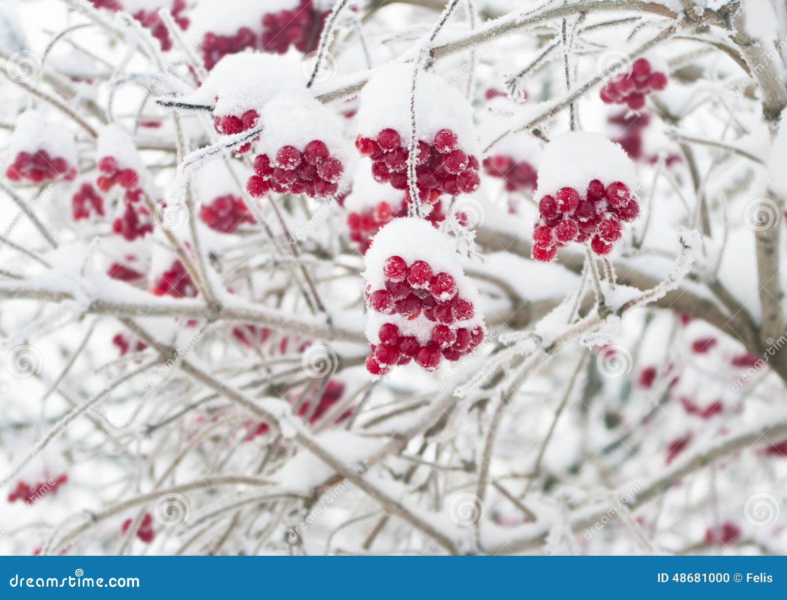 Red Berries Covered with Snow Stock Photo - Image of frost, close: 48681000