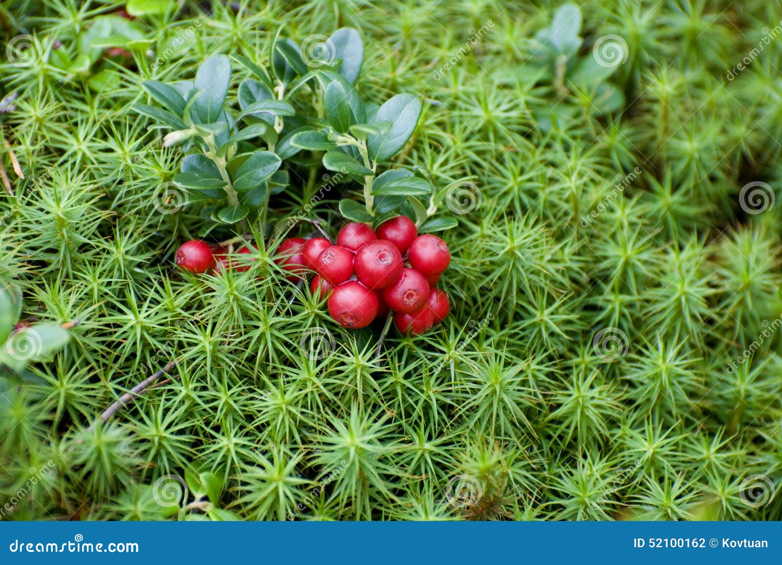 Red Berries Cowberry on a Green Moss Stock Photo - Image of lingonberry ...