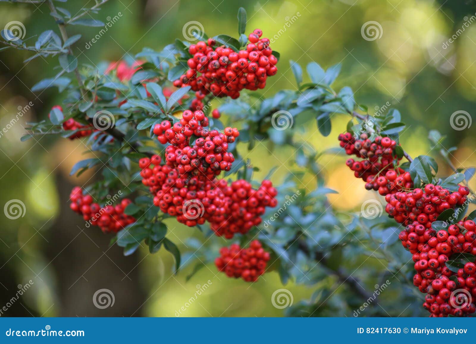 Red berries in the fall stock photo. Image of golf, field - 82417630
