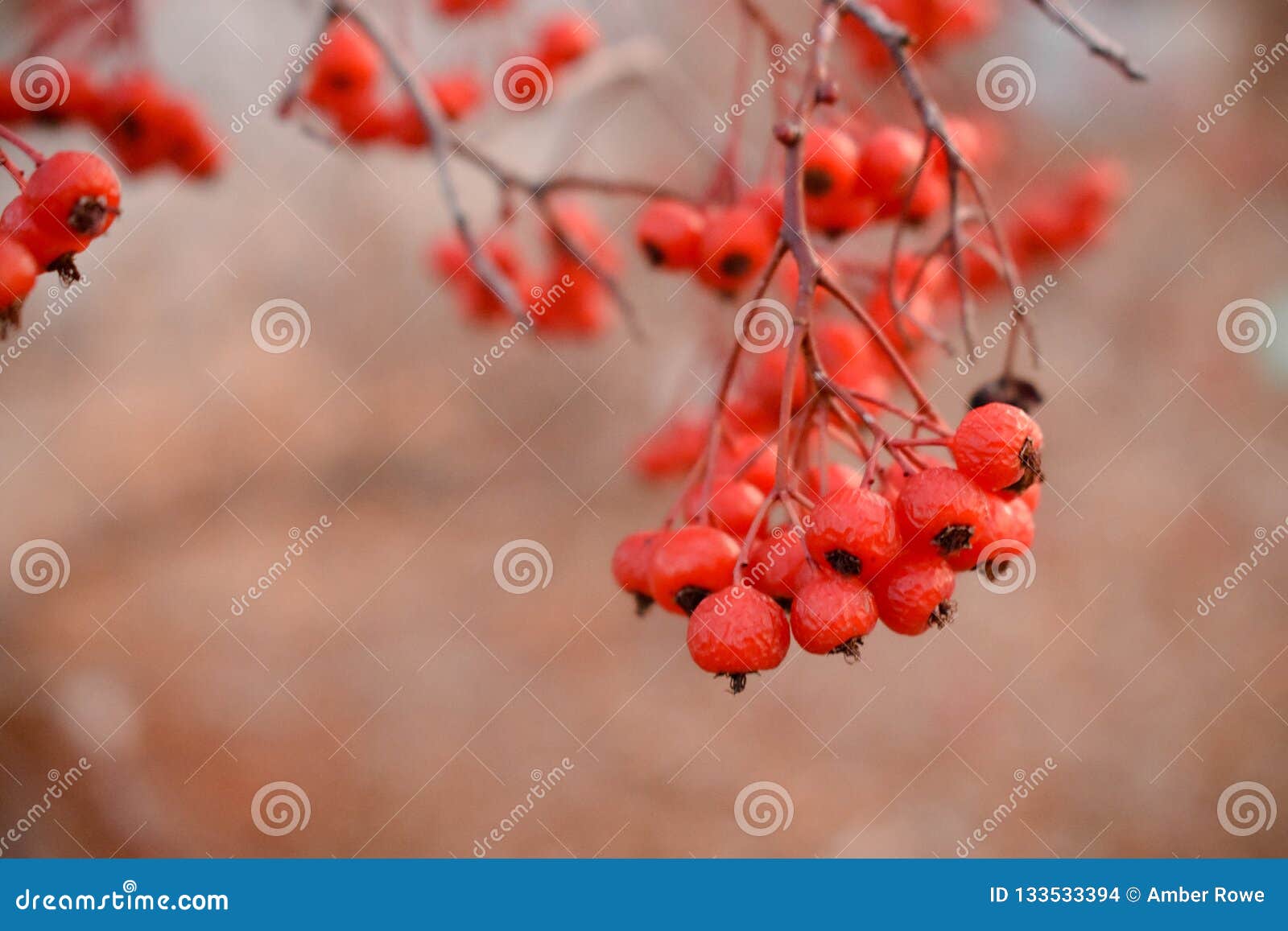 Red berries in the fall stock photo. Image of autumn - 133533394