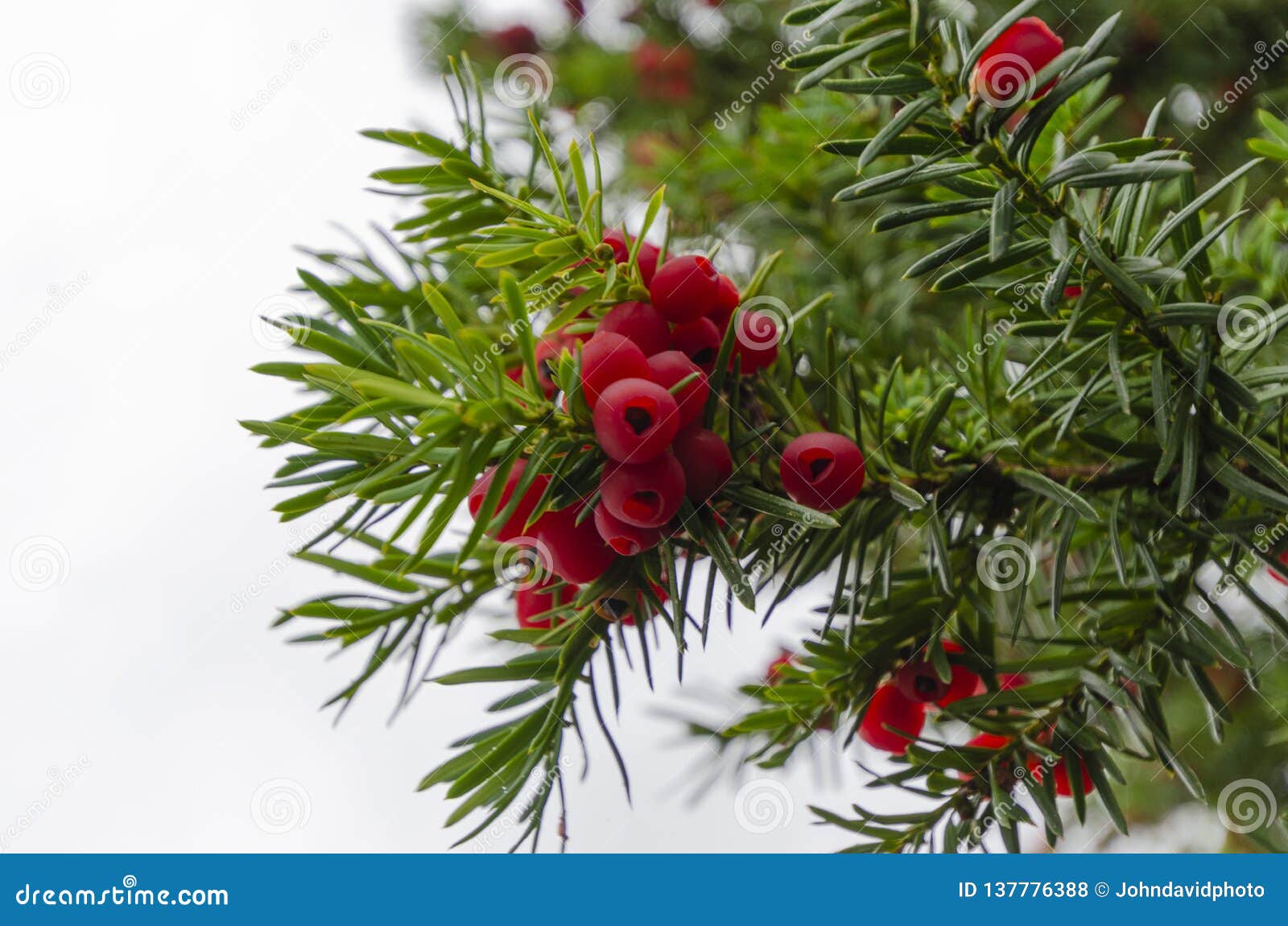 Red berries on a fir tree stock photo. Image of close - 137776388