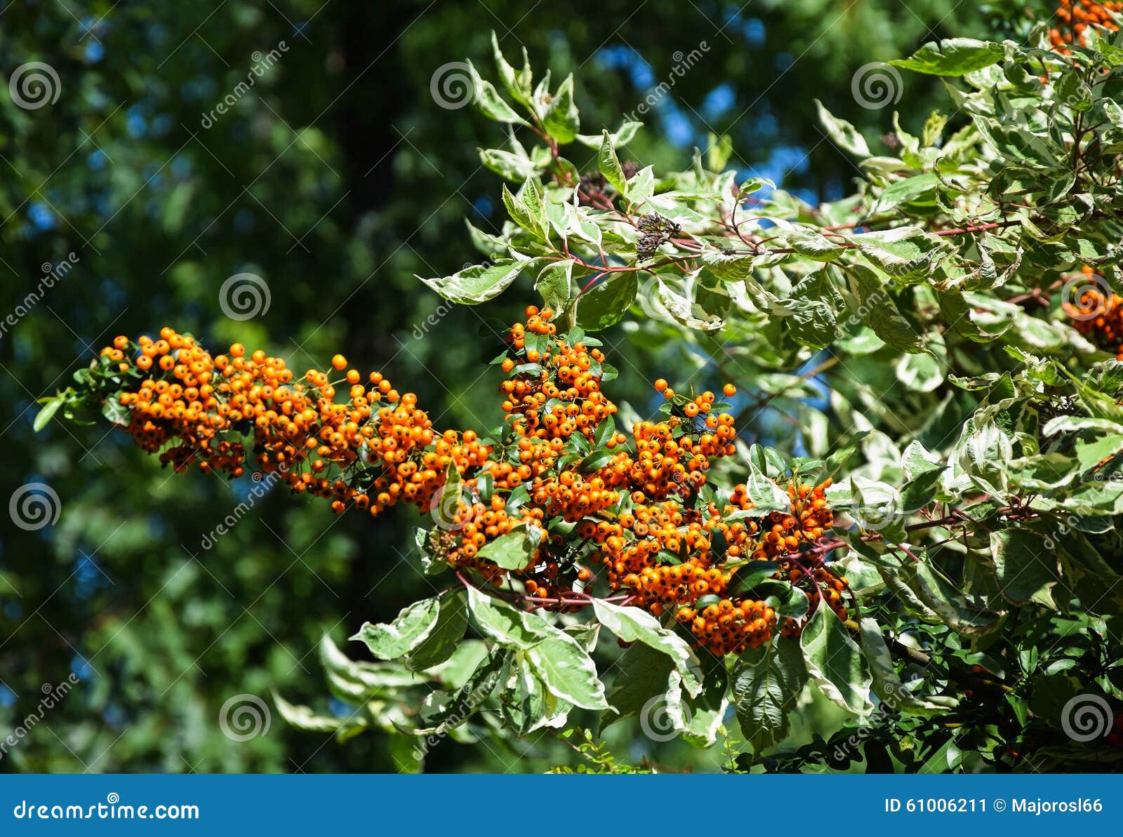Red Berries of the Firethorn Bush Stock Image - Image of fire, firetorn ...