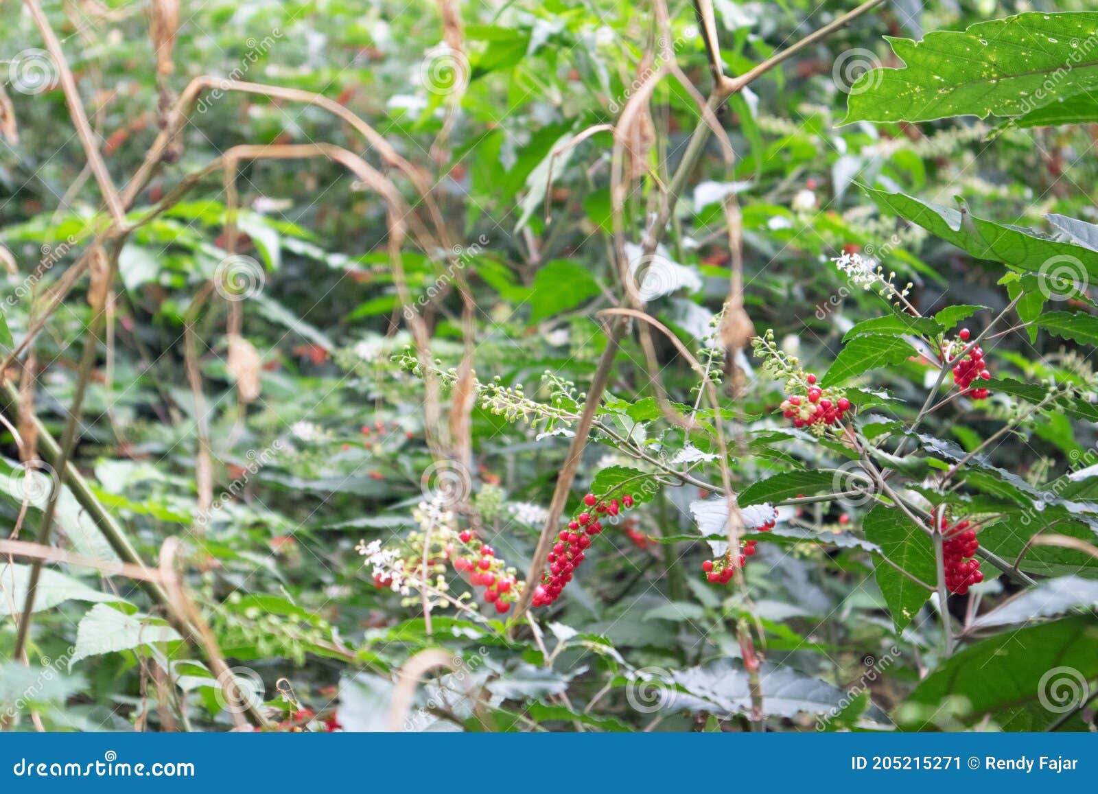 The Red Berries from Forest Stock Image - Image of twigh, forest: 205215271
