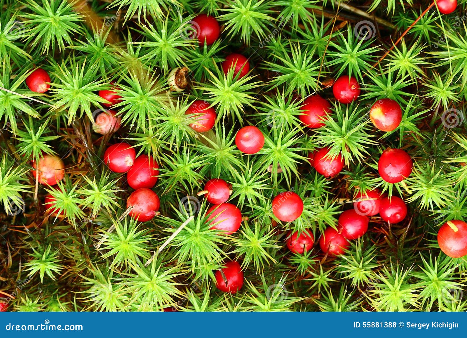 Red berries at forest stock photo. Image of close, fresh - 55881388