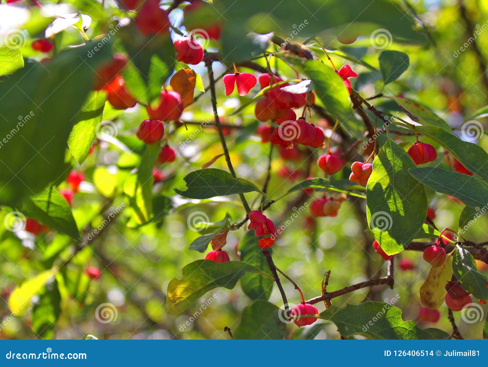 Red berries in the forest stock photo. Image of pine - 126406514