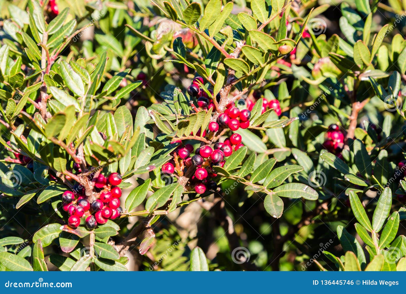 Red Berries Form Mastic Tree Stock Photo - Image of ingredient ...