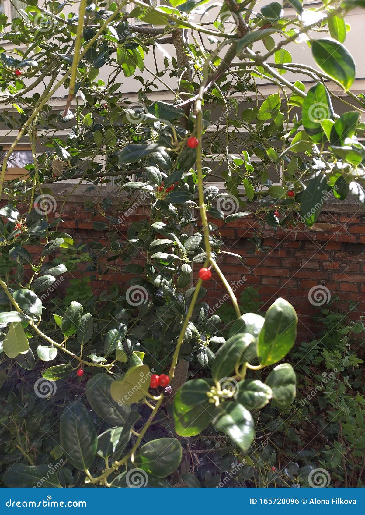 Red Berries on the Green Branch. Brick Fence Stock Photo - Image of ...