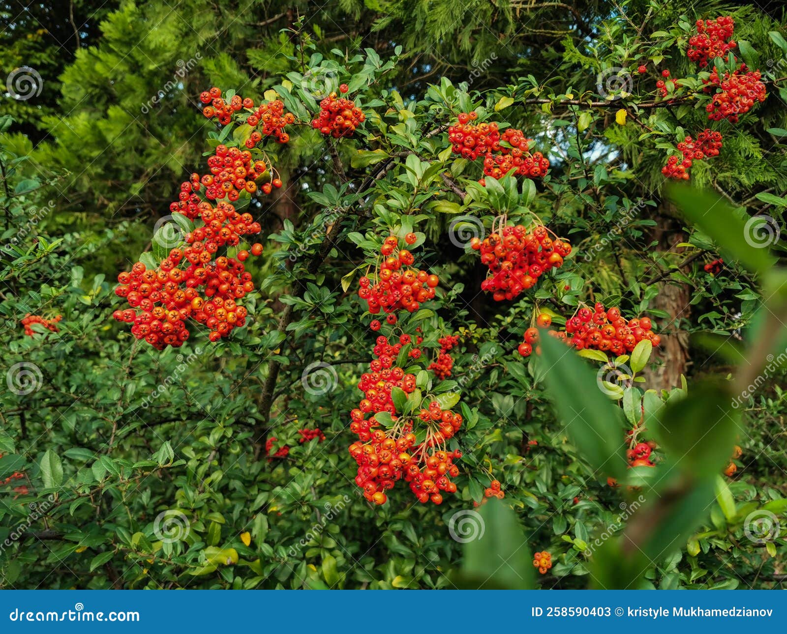 Red Berries on a Green Bush Stock Image - Image of bunch, meadow: 258590403