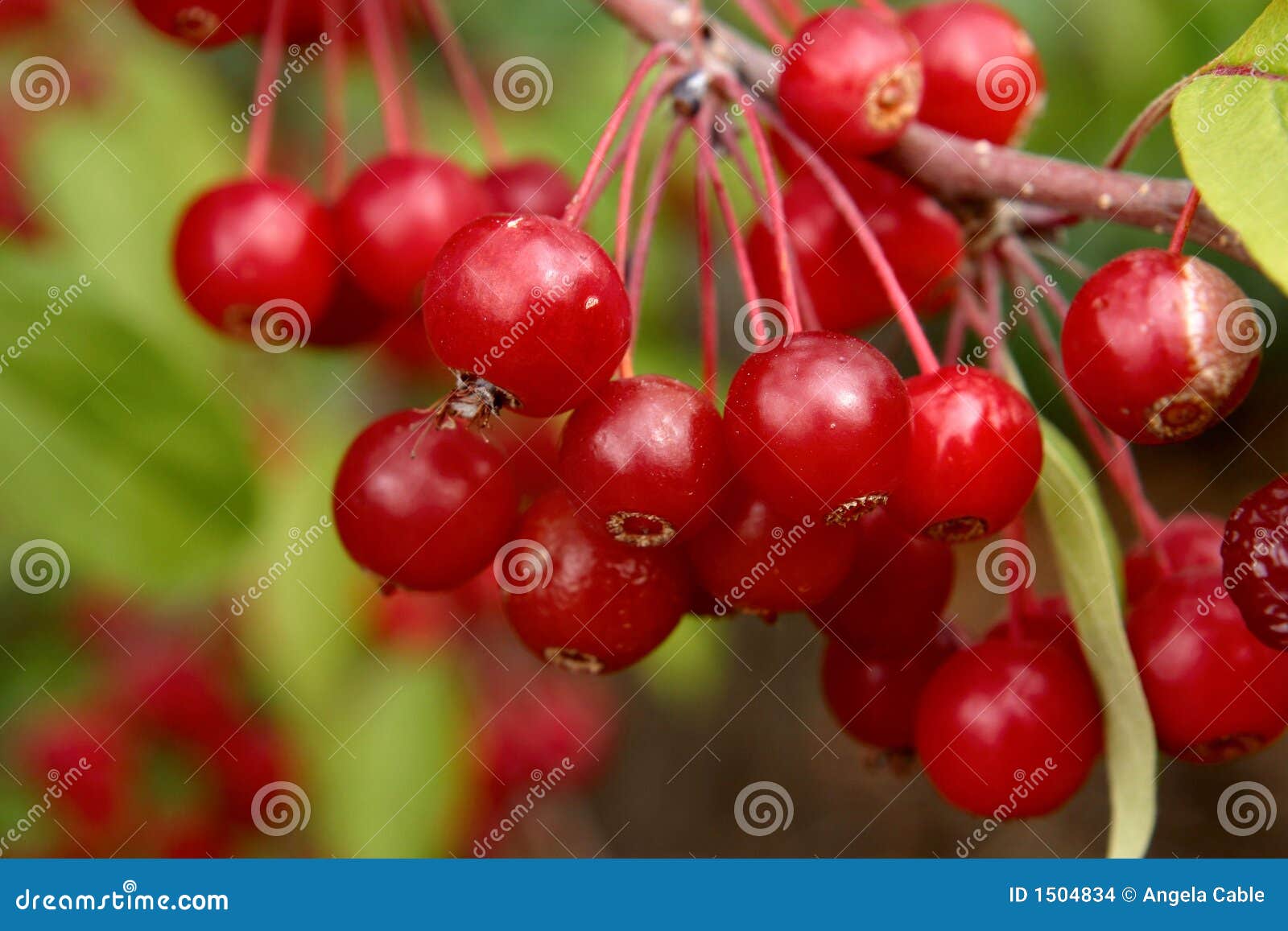 Red Berries and Green Leaves Stock Photo - Image of branch, berry: 1504834
