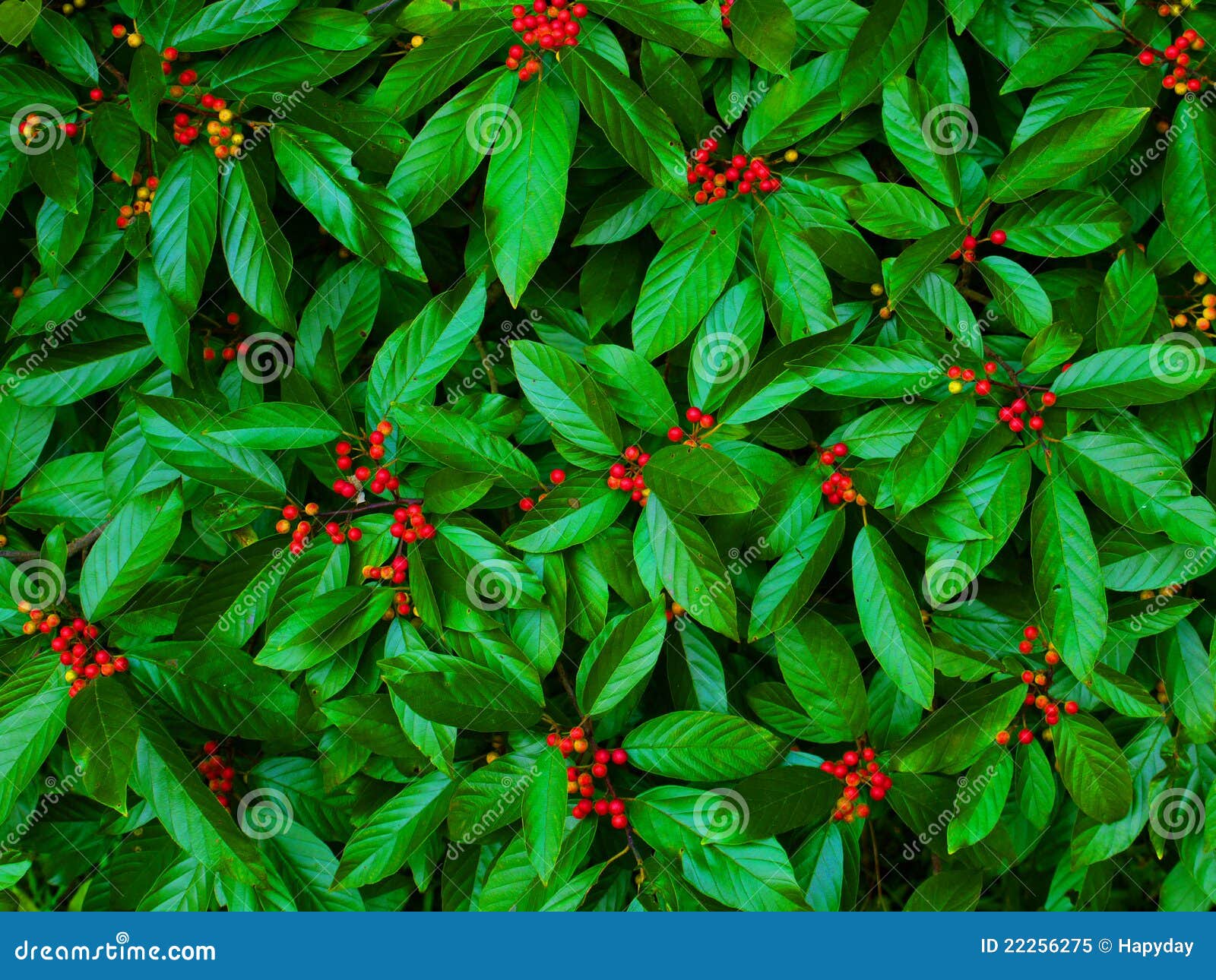 Red Berries in Green Leaves Stock Image - Image of background ...