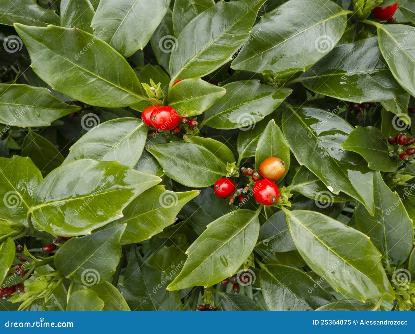 Red Berries and Green Leaves Stock Image - Image of plant, color: 25364075