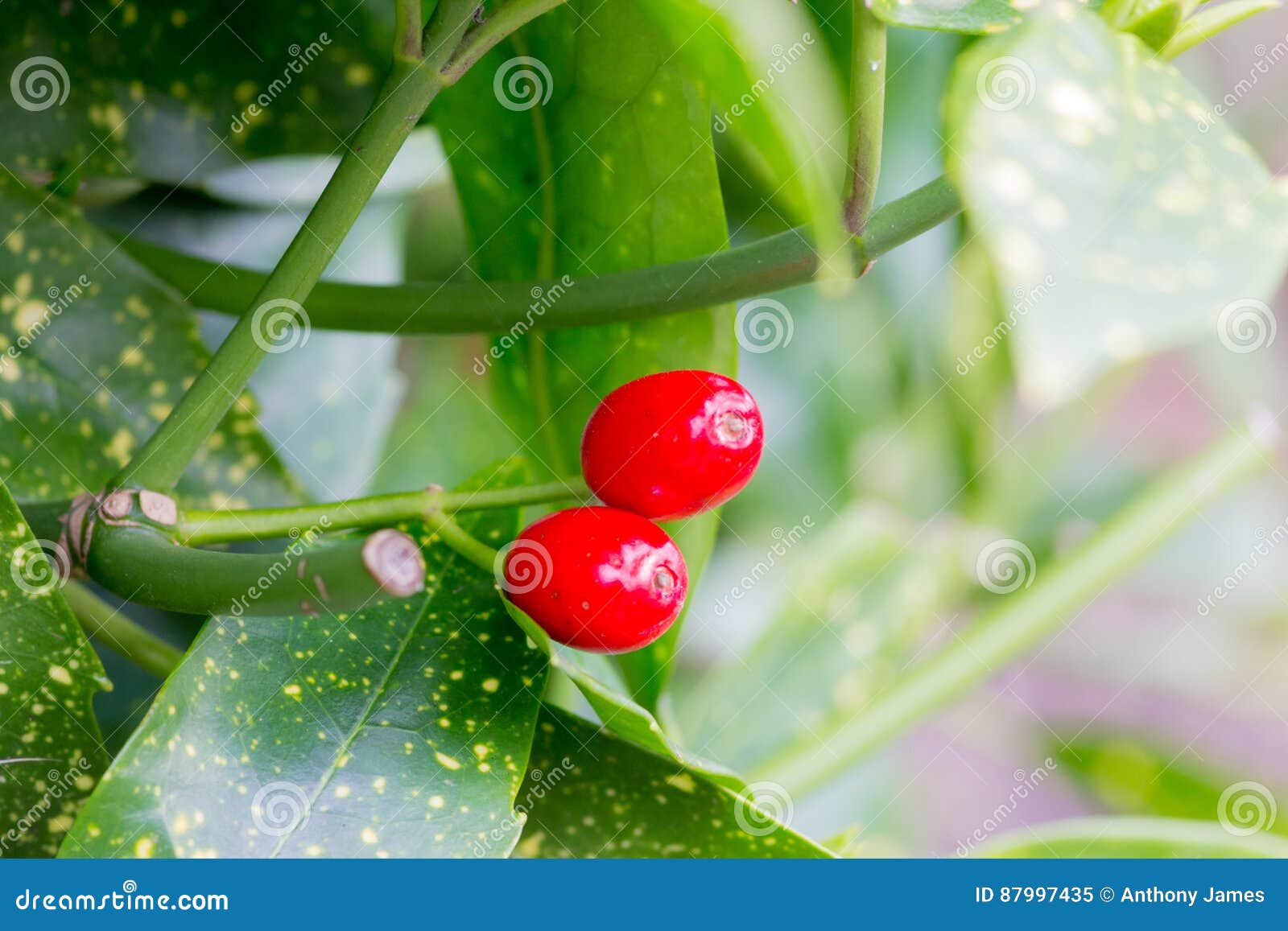 Red Berries Green Leaves Depth of Field Stock Image - Image of field, park: 87997435