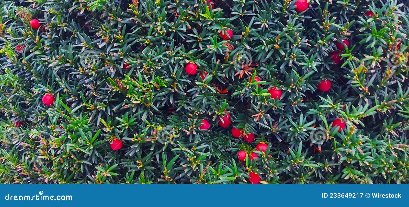 Red berries on green shrub stock image. Image of colorful - 233649217