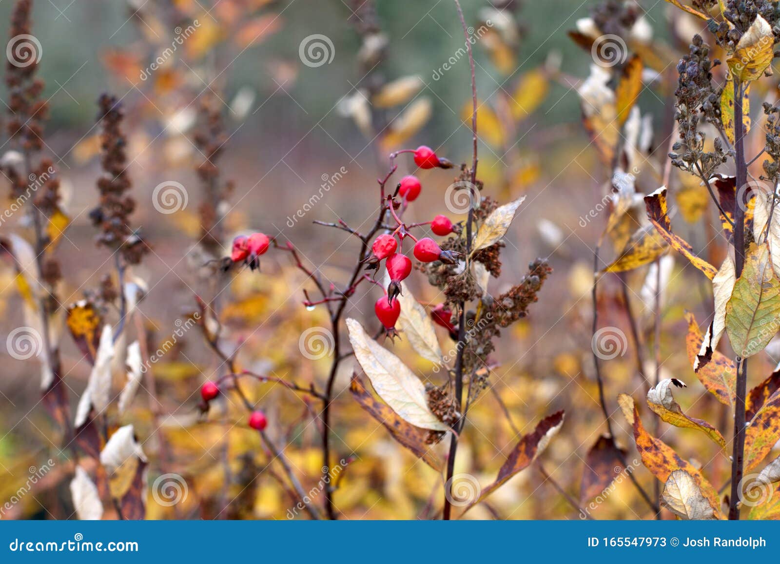 Red Berries Growing in the Fall Stock Image - Image of macro, white ...