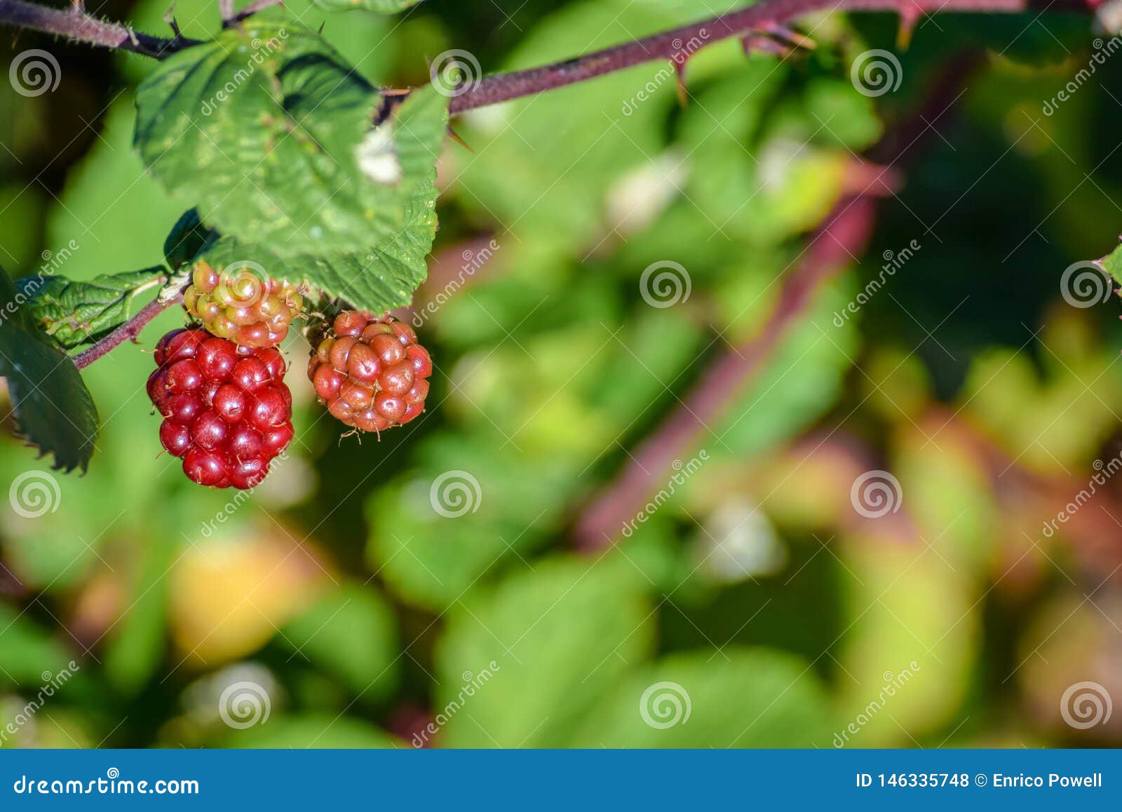 Red Berries Growing Wild Hanging from a Tree Stock Photo - Image of ...