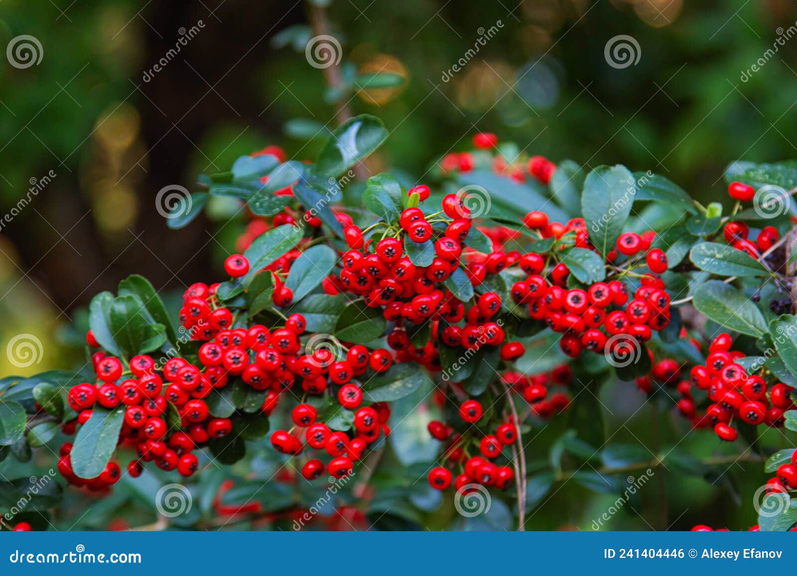 Red Berries Hang on the Branches in Clusters. Stock Photo - Image of ...