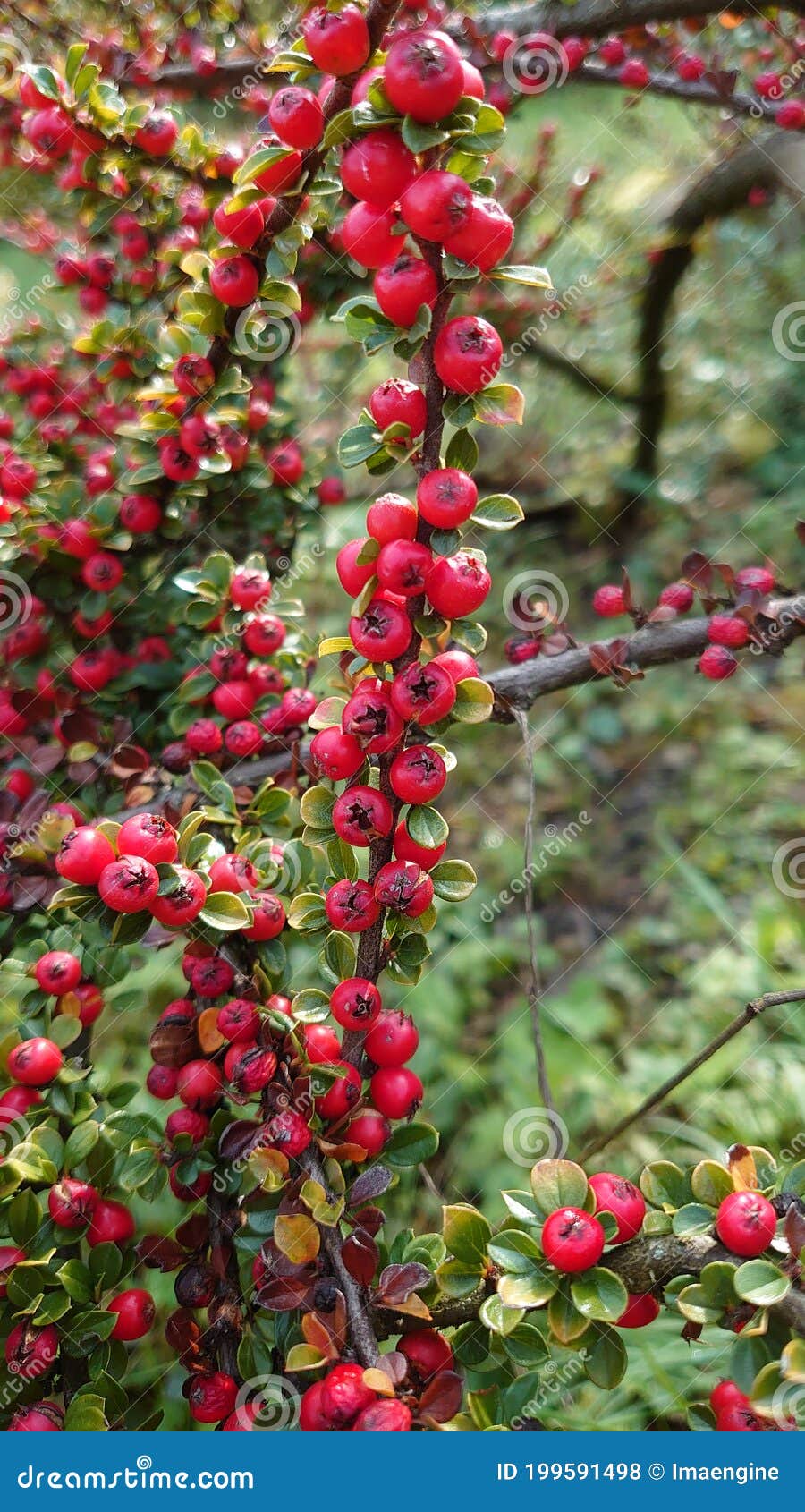 Red Berries Hanging from the Brances of a Garden Bush Stock Photo ...