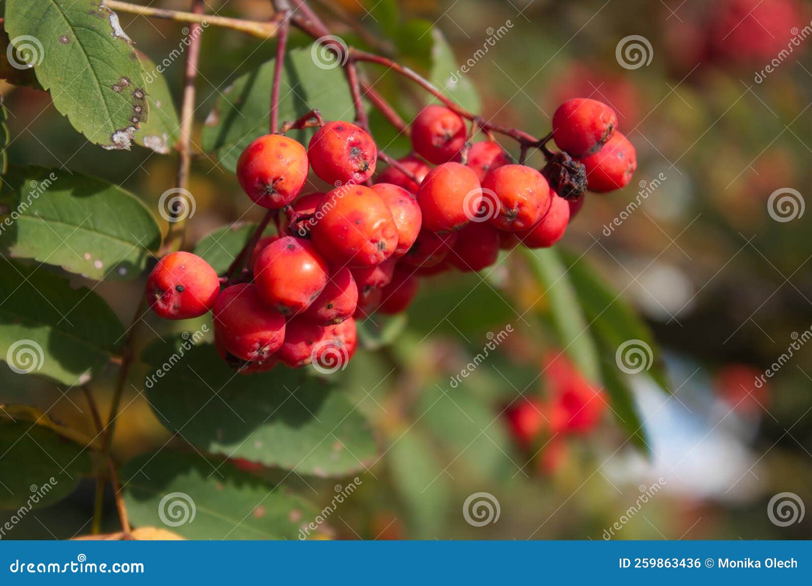 Red Berries Hanging on the Branch Stock Photo - Image of leaves, fruit ...
