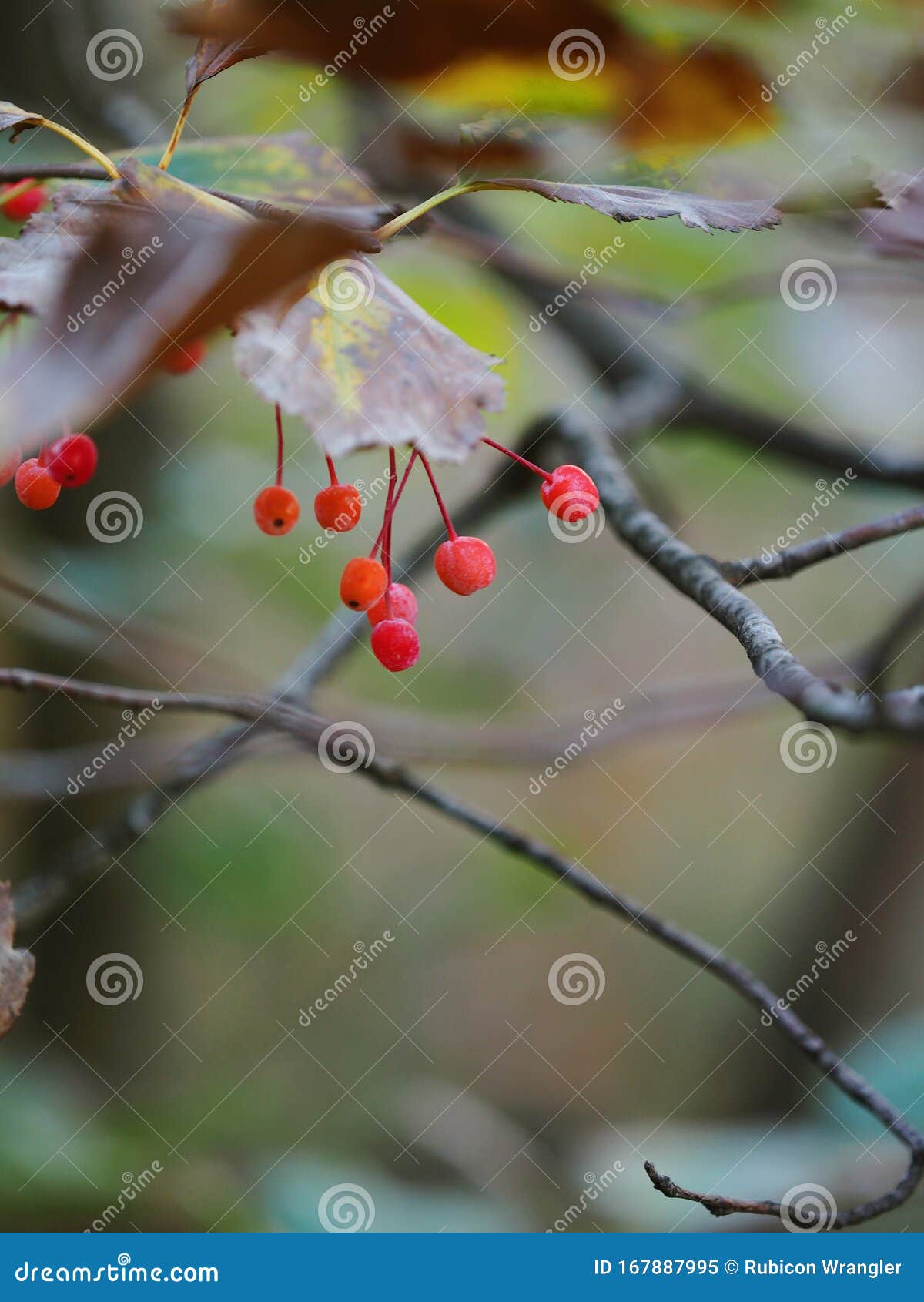 Red Berries Hanging on a Tree Branch Stock Image - Image of background ...