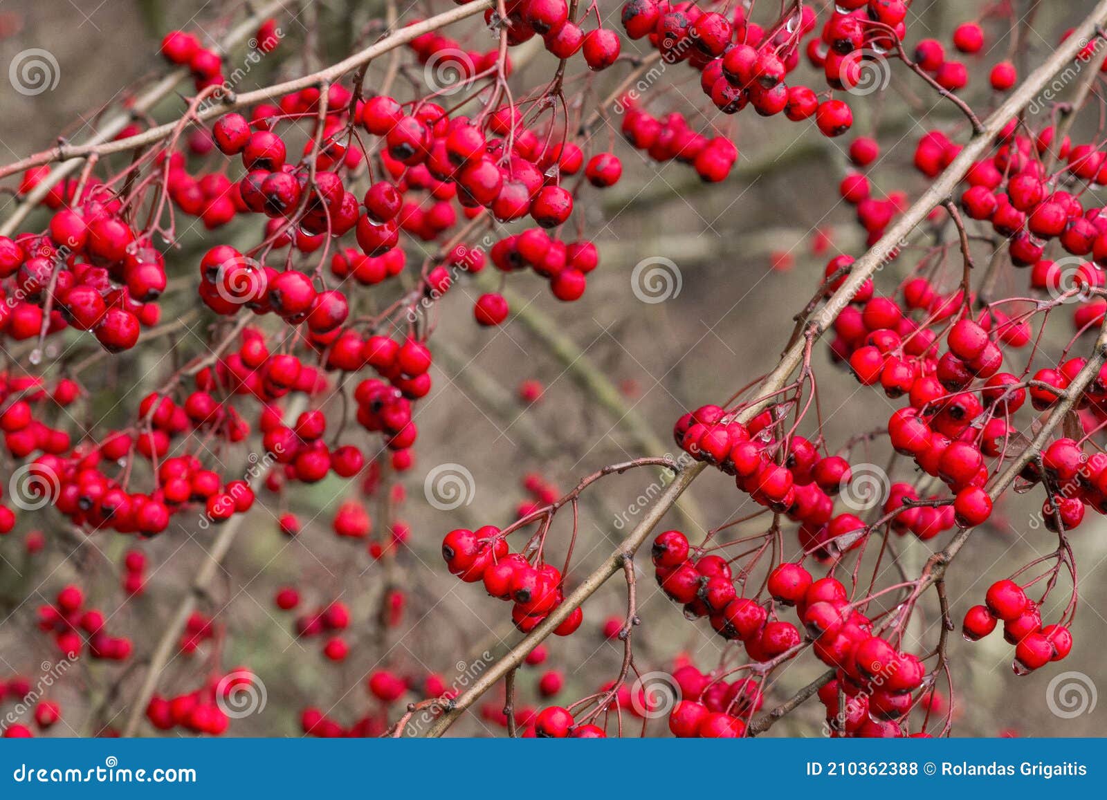 Red Berries Hanging on a Tree Branch Stock Photo - Image of outdoors ...