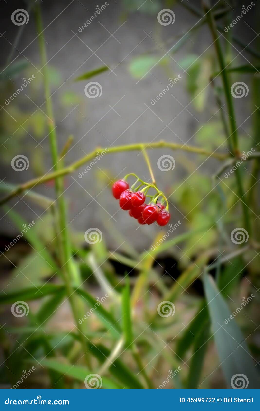 Red Berries stock photo. Image of berries, hanging, vine - 45999722